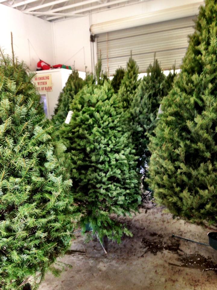 Christmas Trees – Pumpkin Patch and Christmas Trees